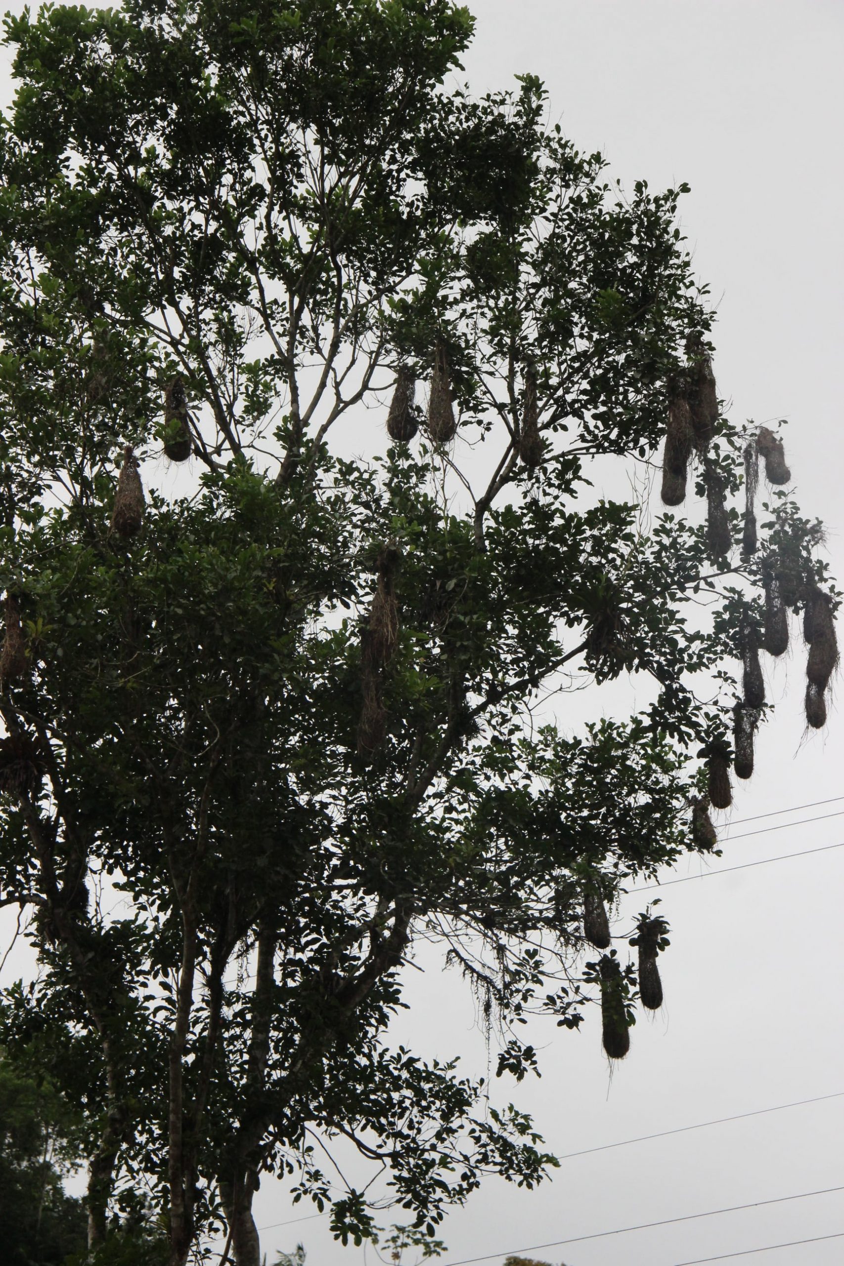 Tecelão, o pássaro engenheiro que constrói longos ninhos