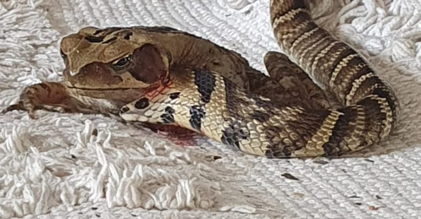 Cobra boipeva ataca perereca na sede do JDV - JDV