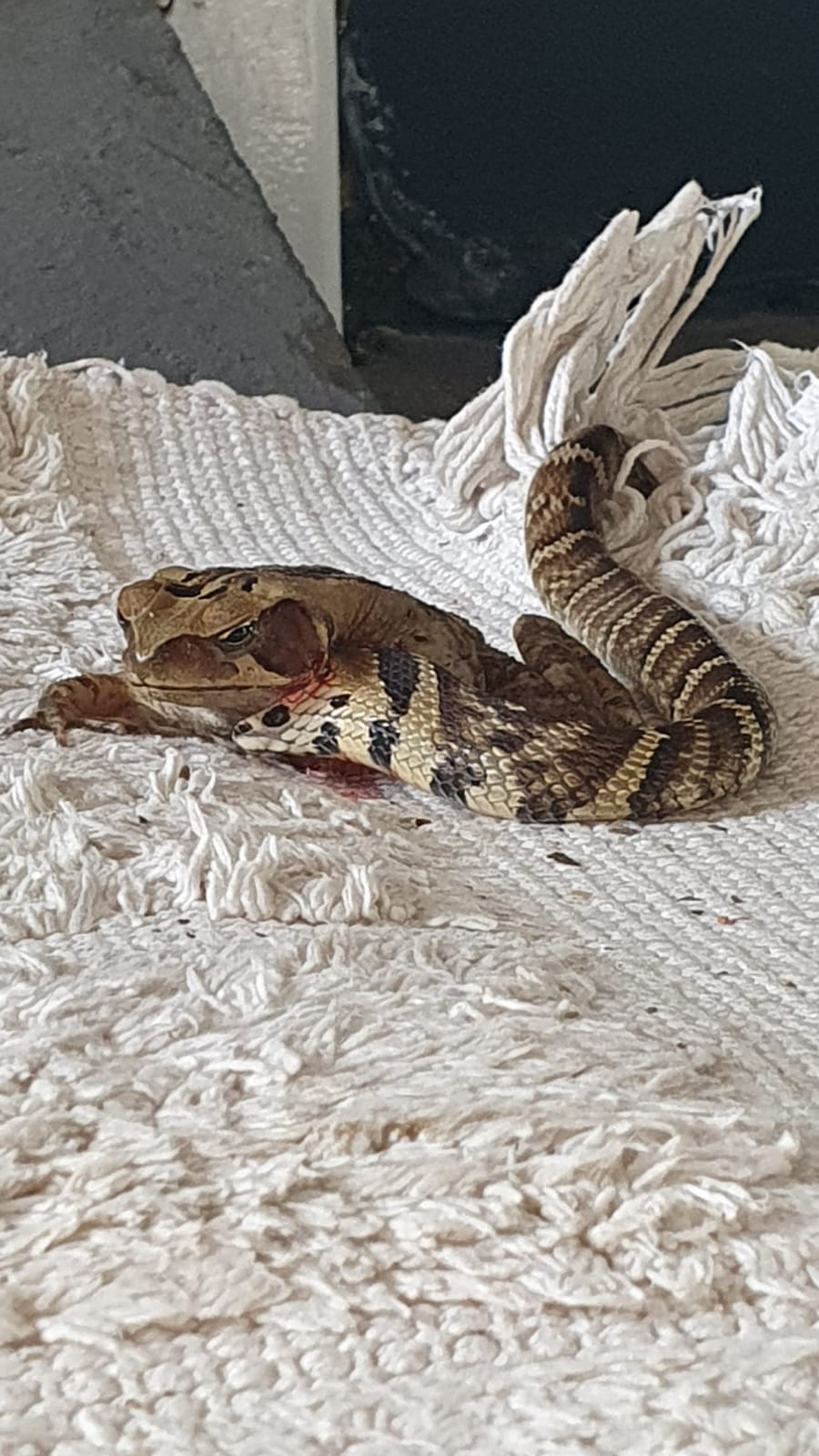 Cobra boipeva ataca perereca na sede do JDV